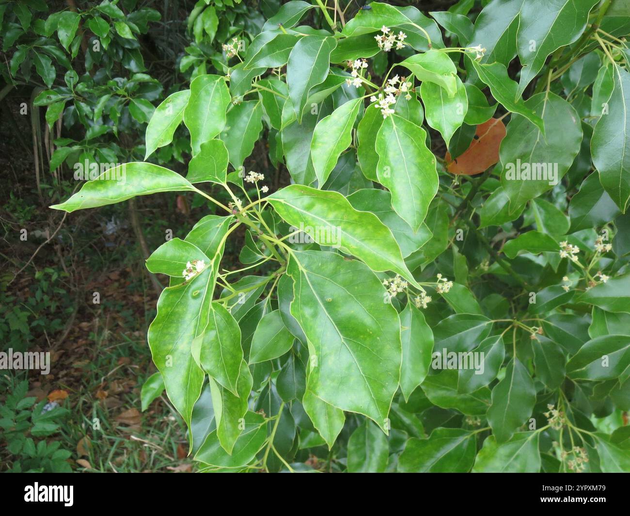 Camphor Tree (Cinnamomum camphora Stock Photo - Alamy