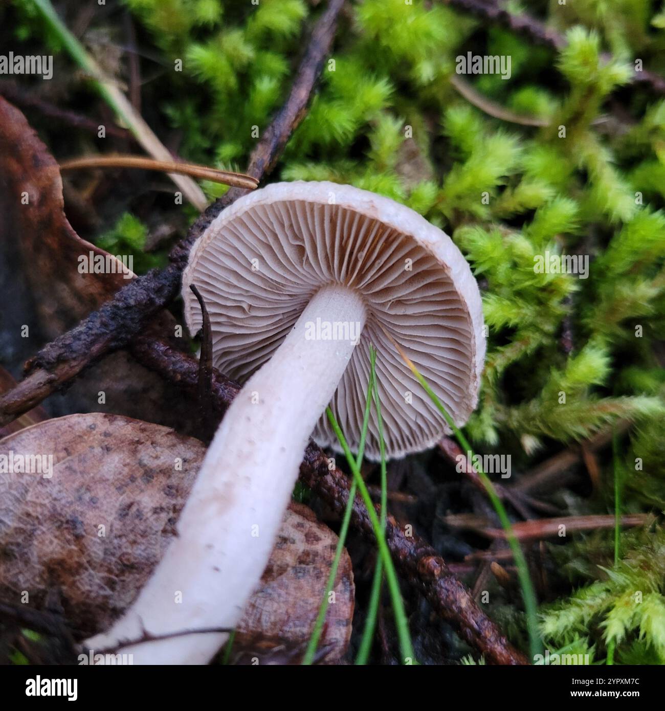 White fibrecap hi-res stock photography and images - Alamy