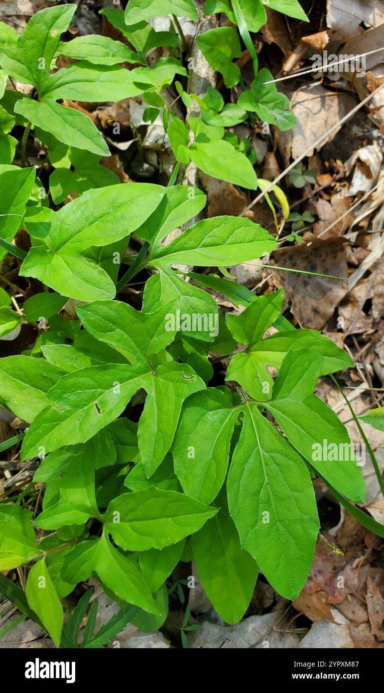 tall rattlesnake root (Nabalus altissimus Stock Photo - Alamy