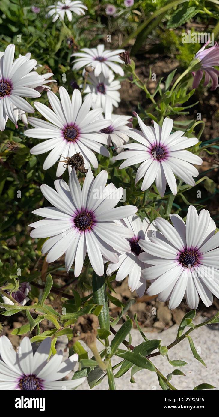 Afro-Australian daisies (Dimorphotheca Stock Photo - Alamy