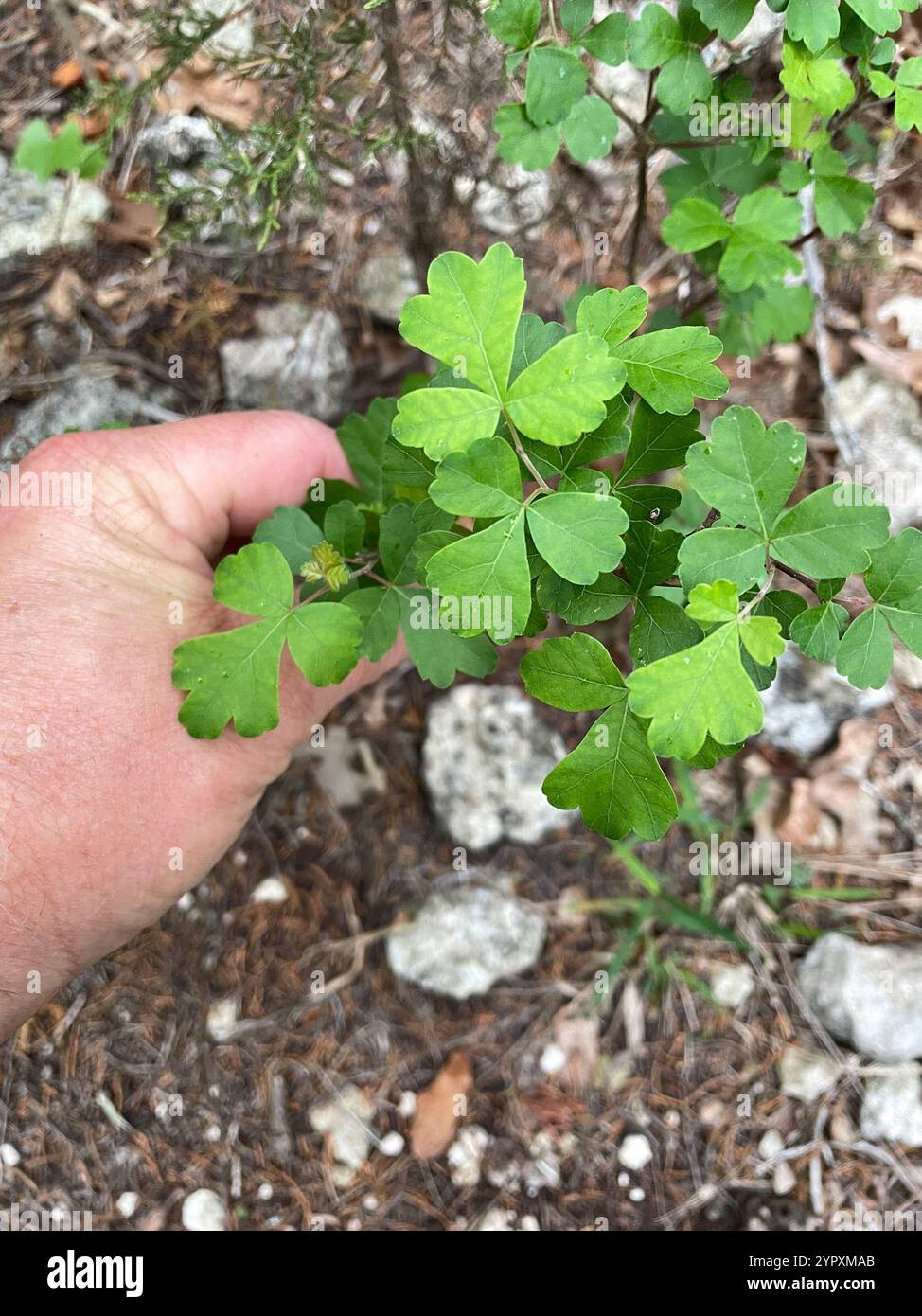fragrant sumac (Rhus aromatica Stock Photo - Alamy