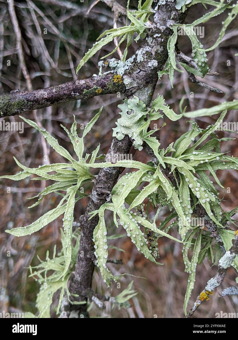 cartilage lichen (Ramalina celastri Stock Photo - Alamy