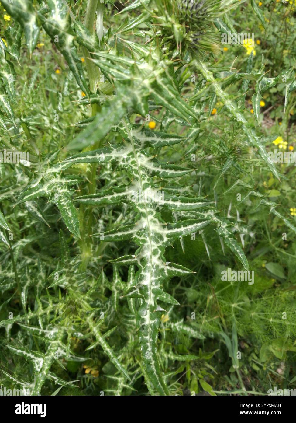 Boar Thistle (Galactites tomentosus Stock Photo - Alamy