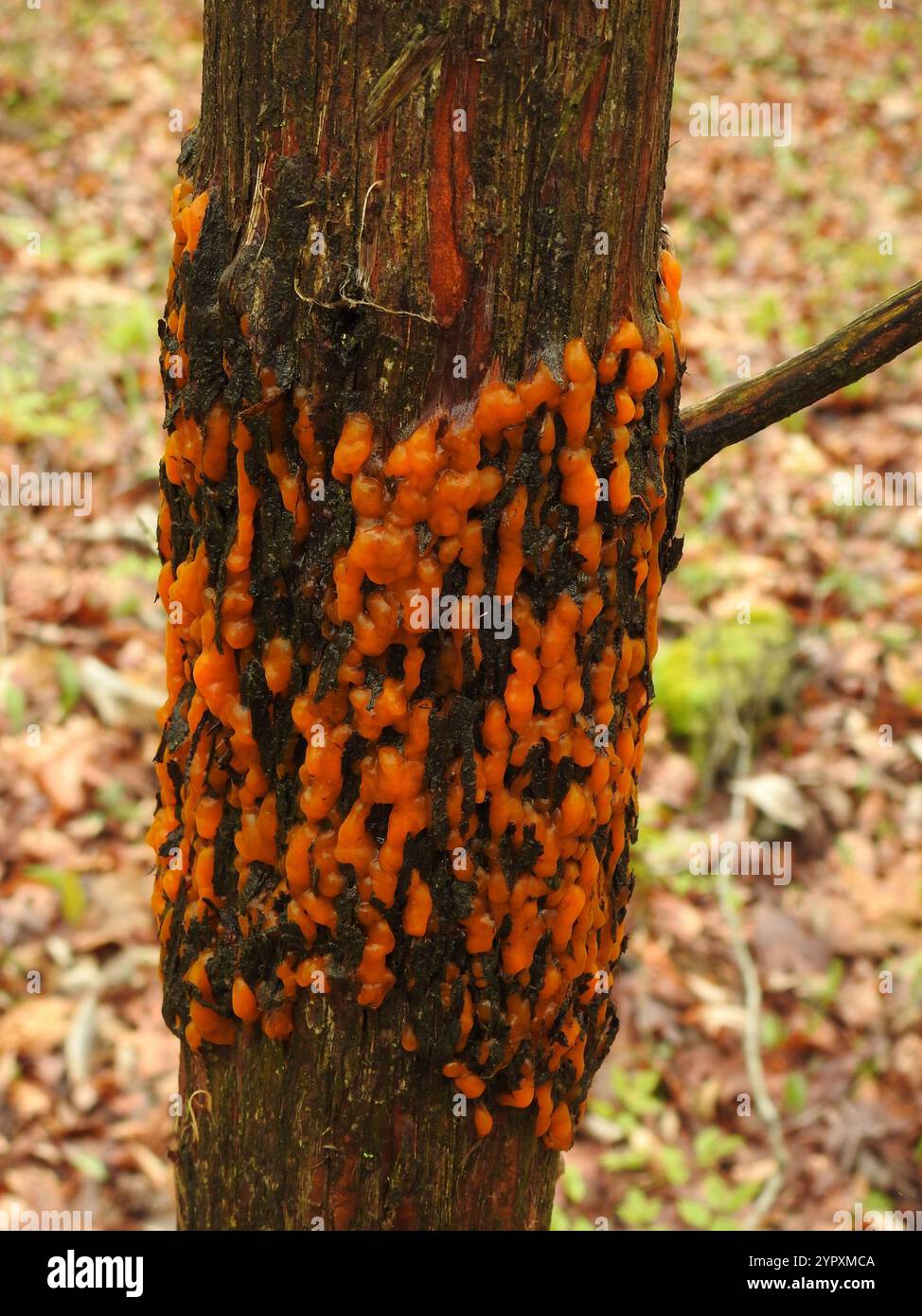 quince rust (Gymnosporangium clavipes Stock Photo - Alamy