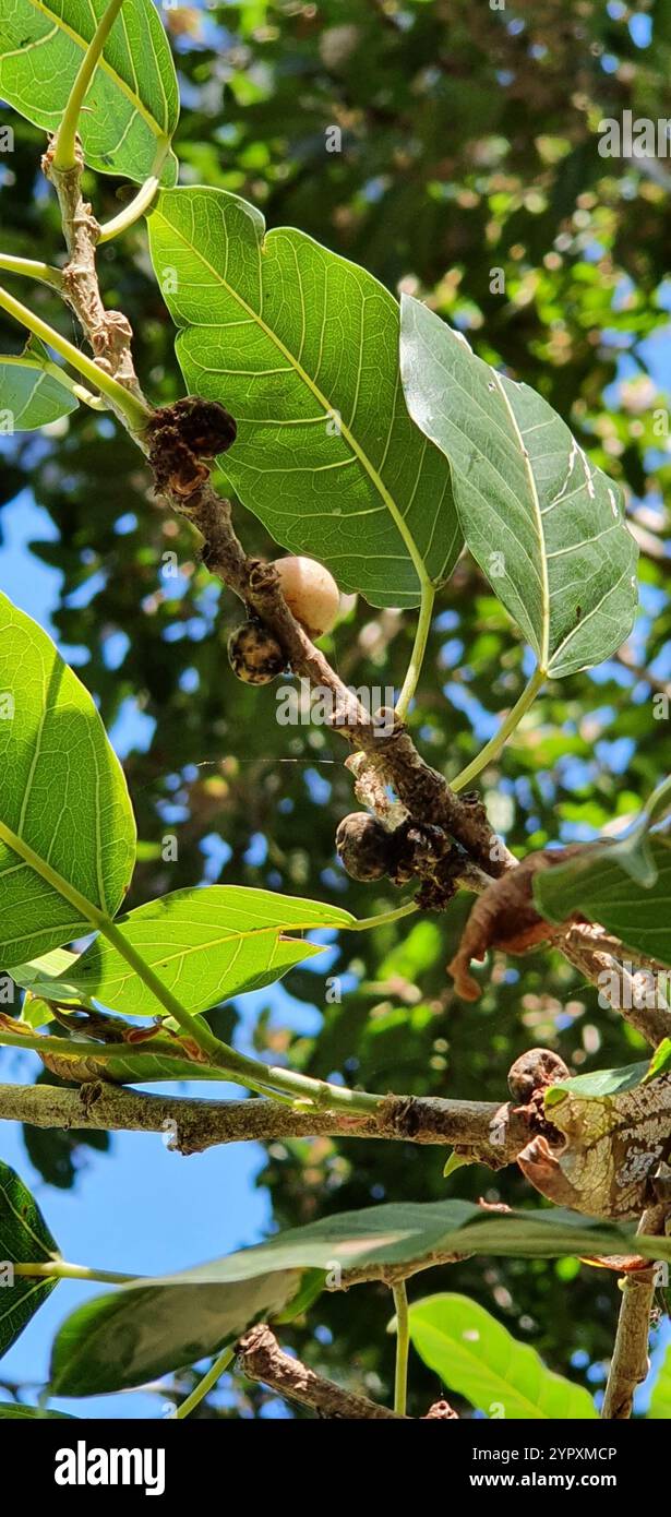 White fig (Ficus virens Stock Photo - Alamy