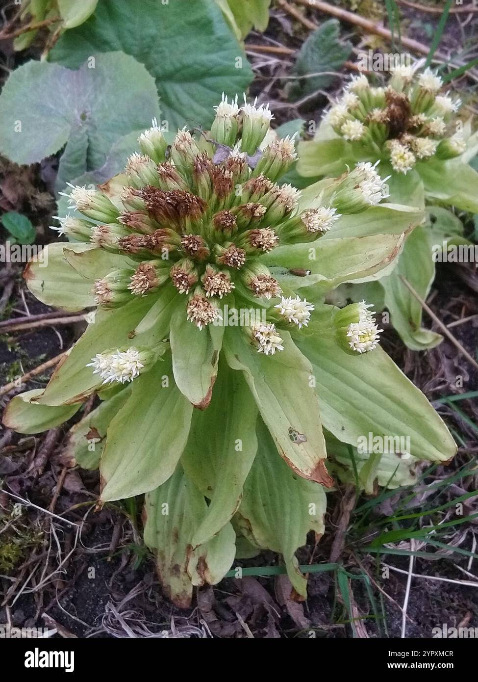 Giant Butterbur (Petasites japonicus Stock Photo - Alamy