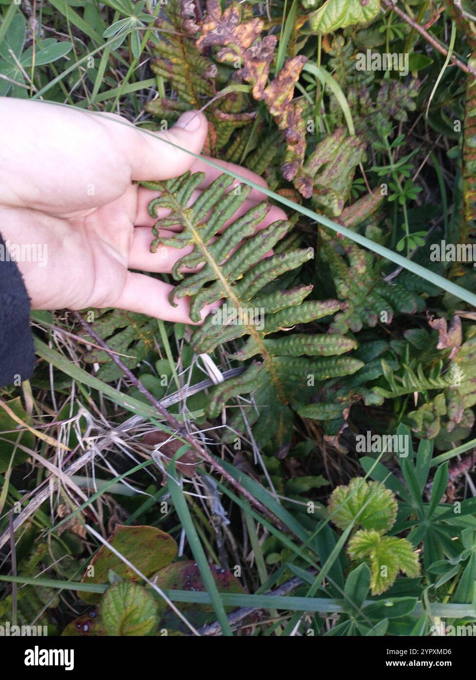 California Polypody (Polypodium californicum Stock Photo - Alamy