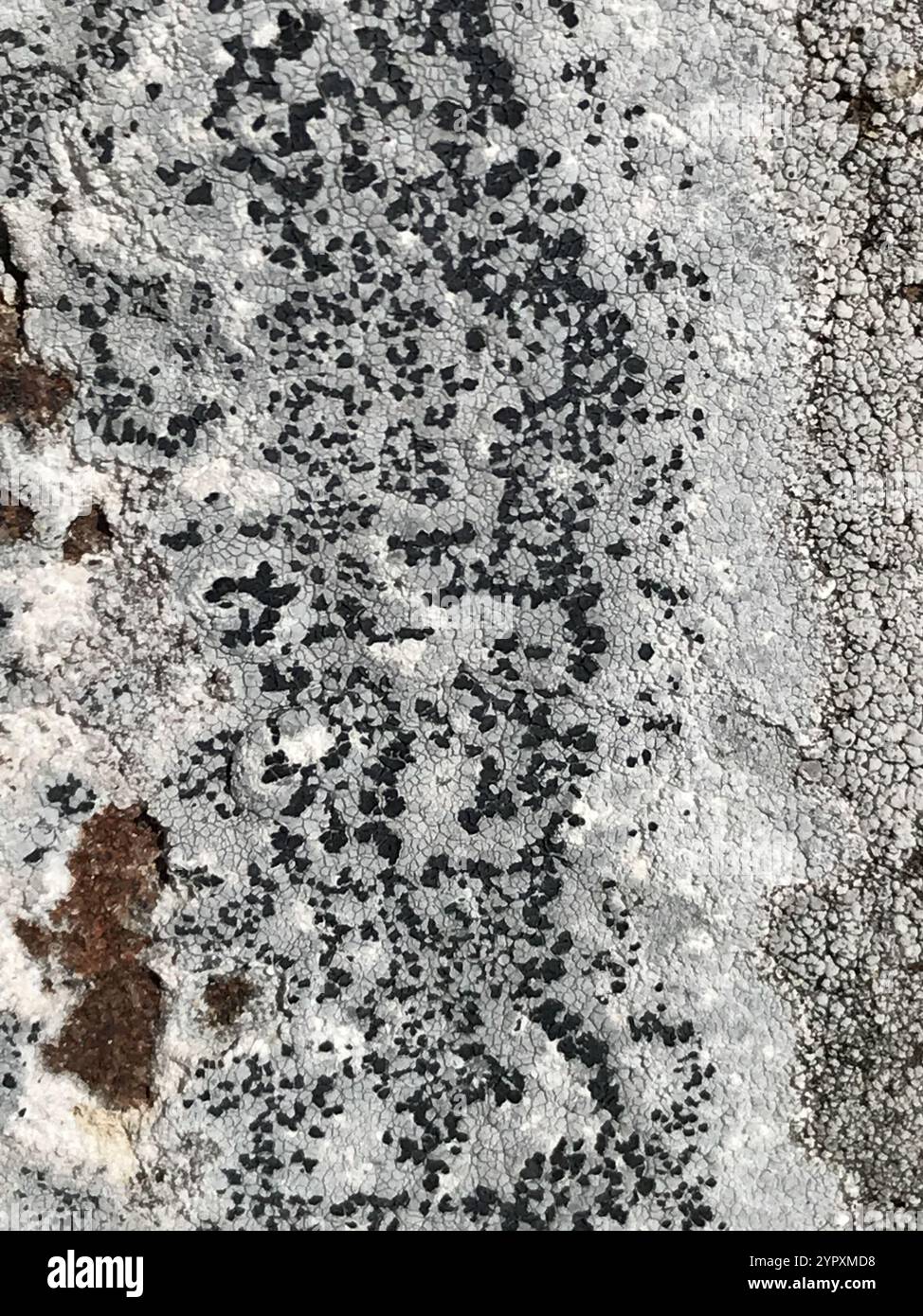 Concentric boulder lichen hi-res stock photography and images - Alamy