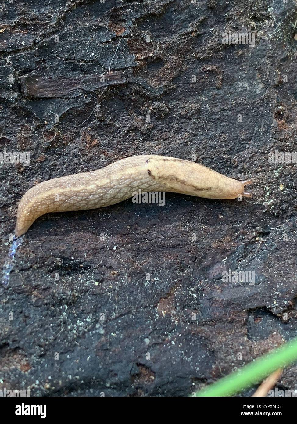 Taildropper slugs hi-res stock photography and images - Alamy
