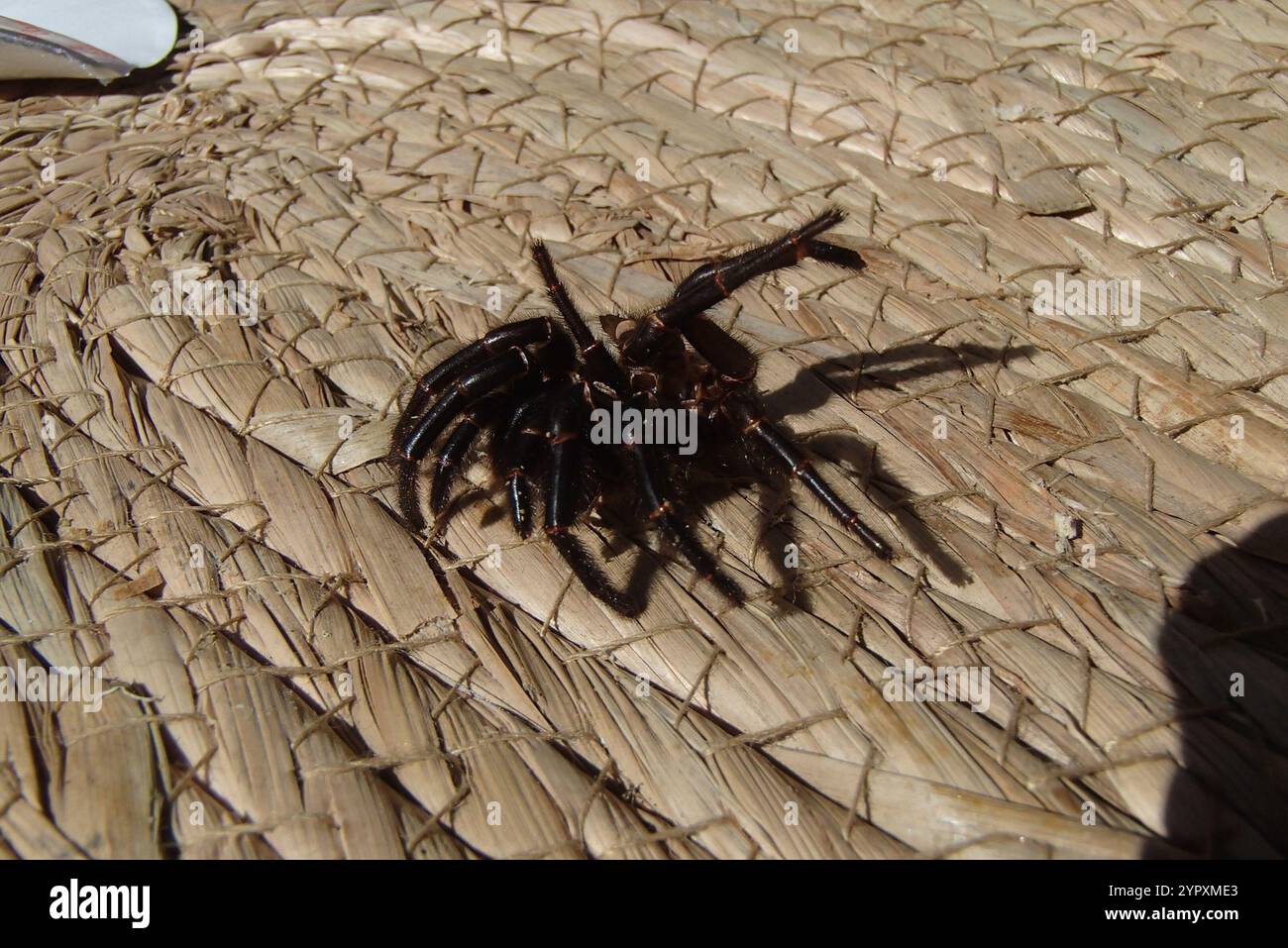 Australian Funnel-web Spiders (Atracidae Stock Photo - Alamy