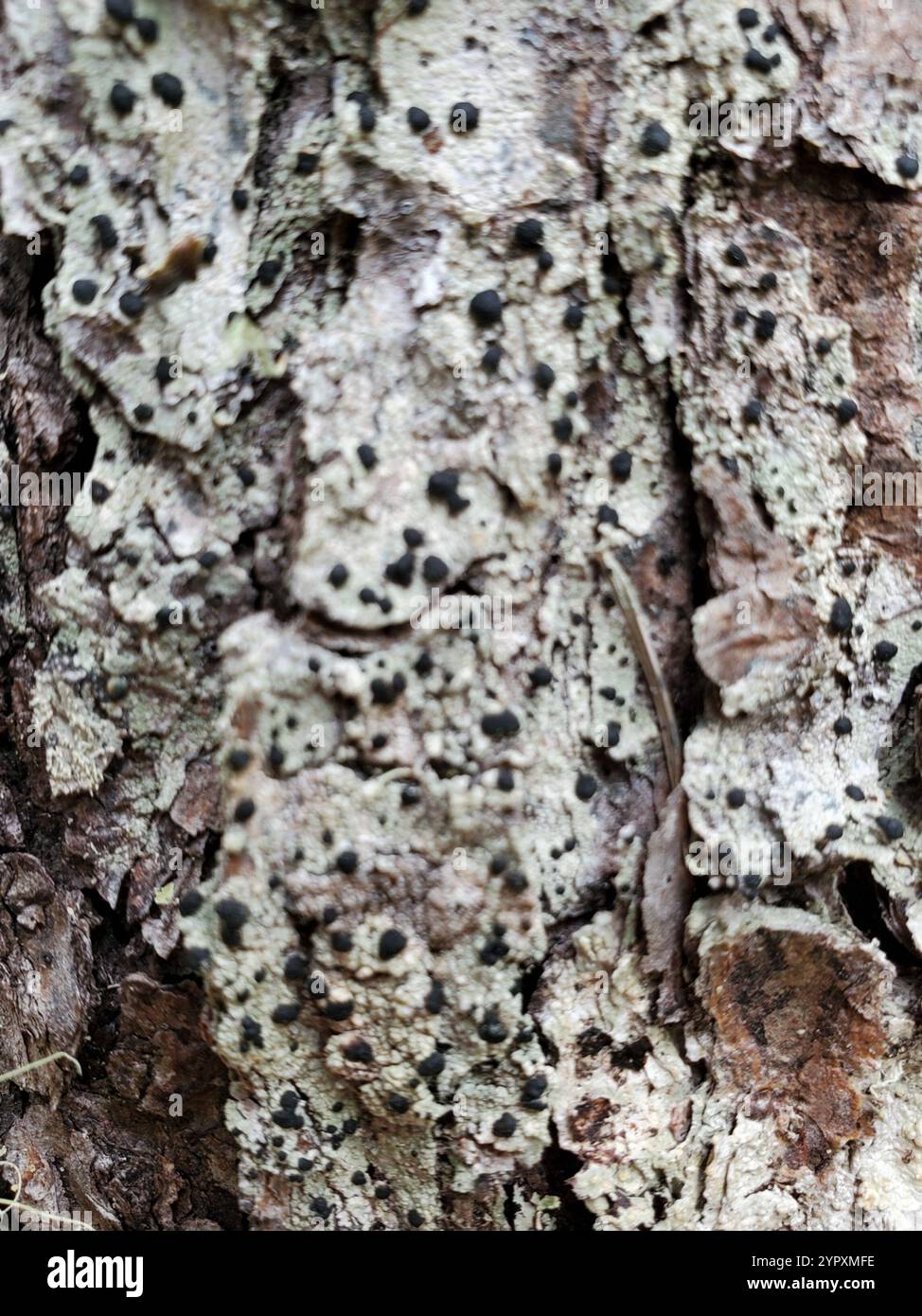 Common Button Lichen (Buellia erubescens Stock Photo - Alamy