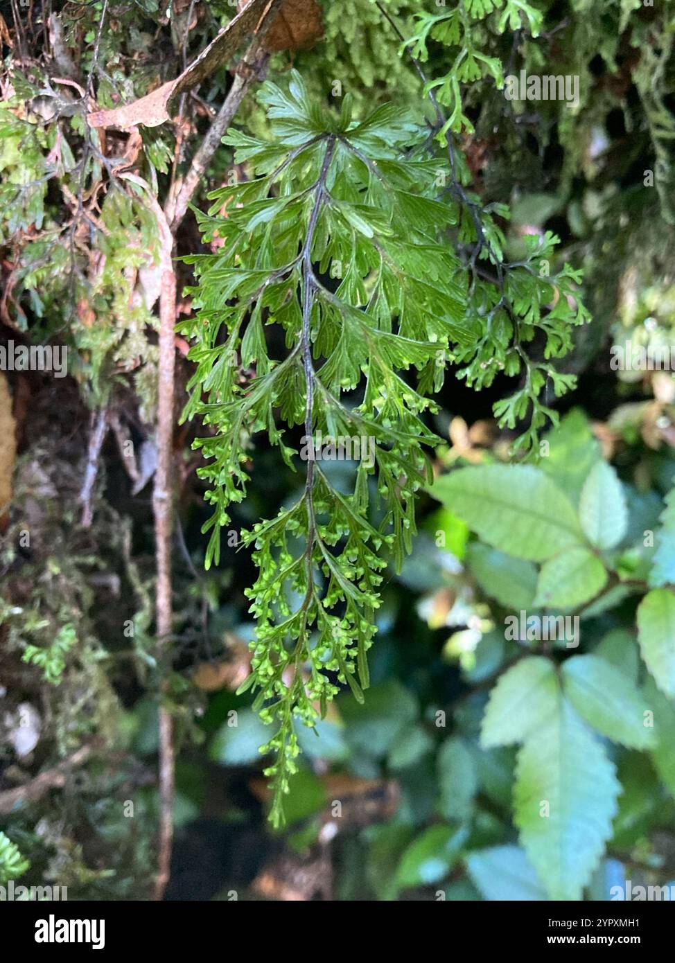 drooping filmy fern (Hymenophyllum demissum Stock Photo - Alamy