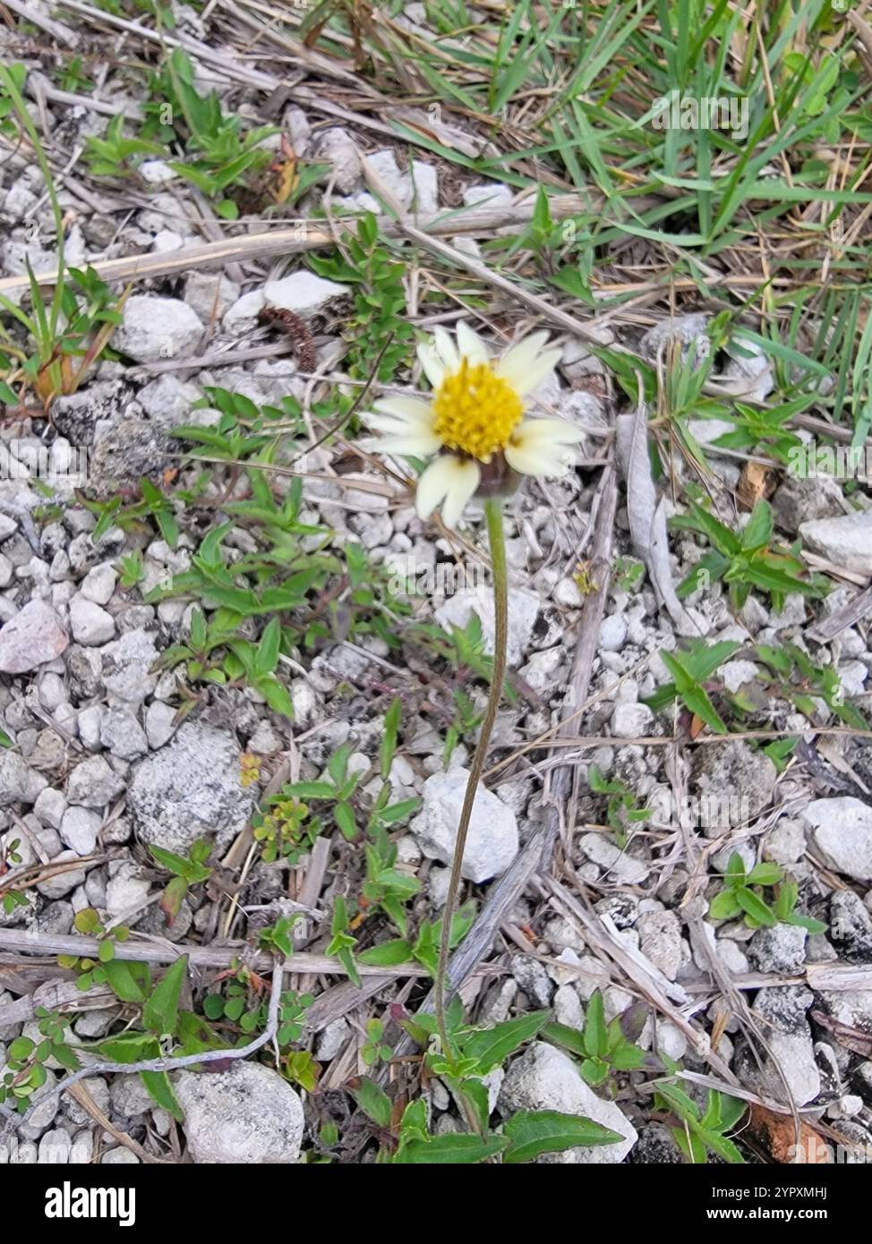 Tridax daisy (Tridax procumbens Stock Photo - Alamy