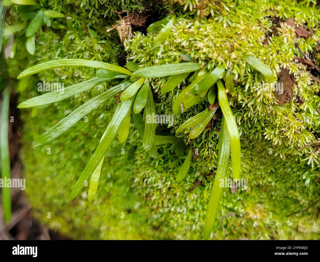 Shoestring Fern (Vittaria lineata Stock Photo - Alamy