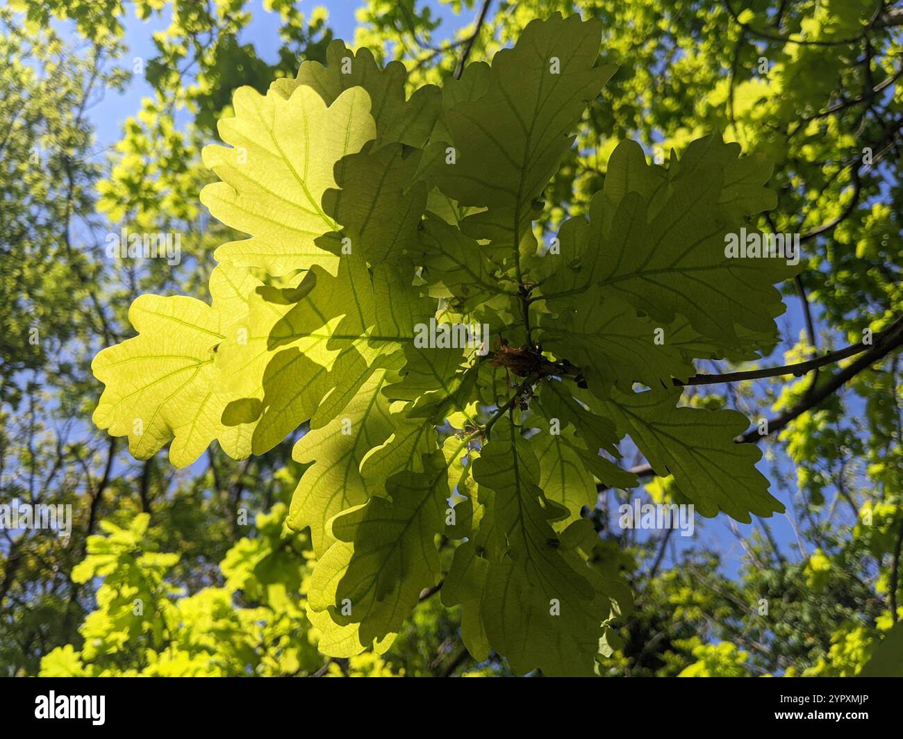 English oak (Quercus robur Stock Photo - Alamy