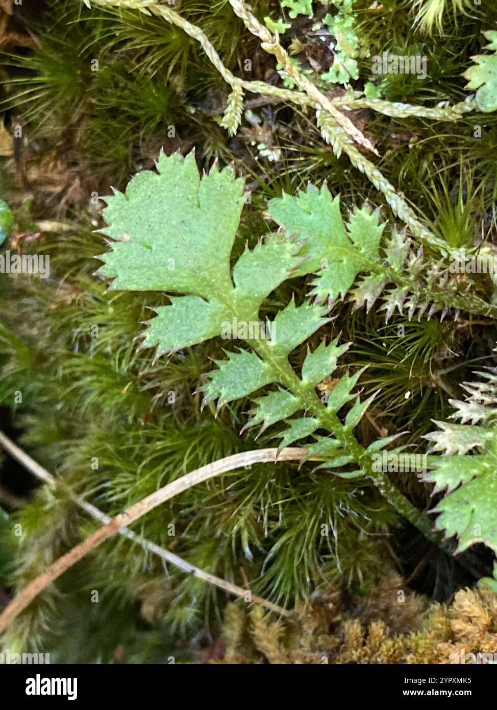 Leptinella (Leptinella squalida Stock Photo - Alamy