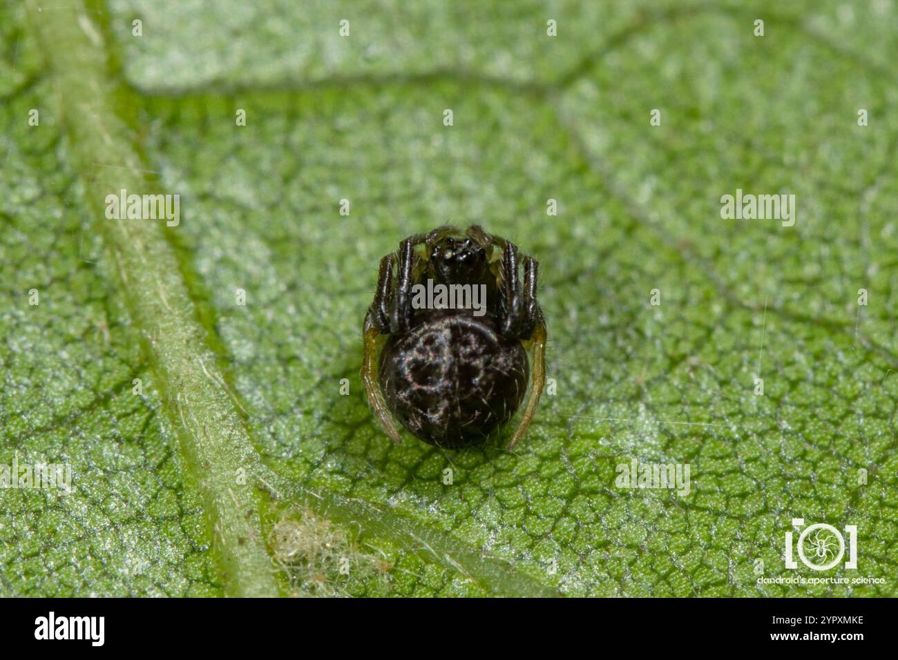 Angulate and Roundshouldered Orbweavers (Araneus Stock Photo - Alamy
