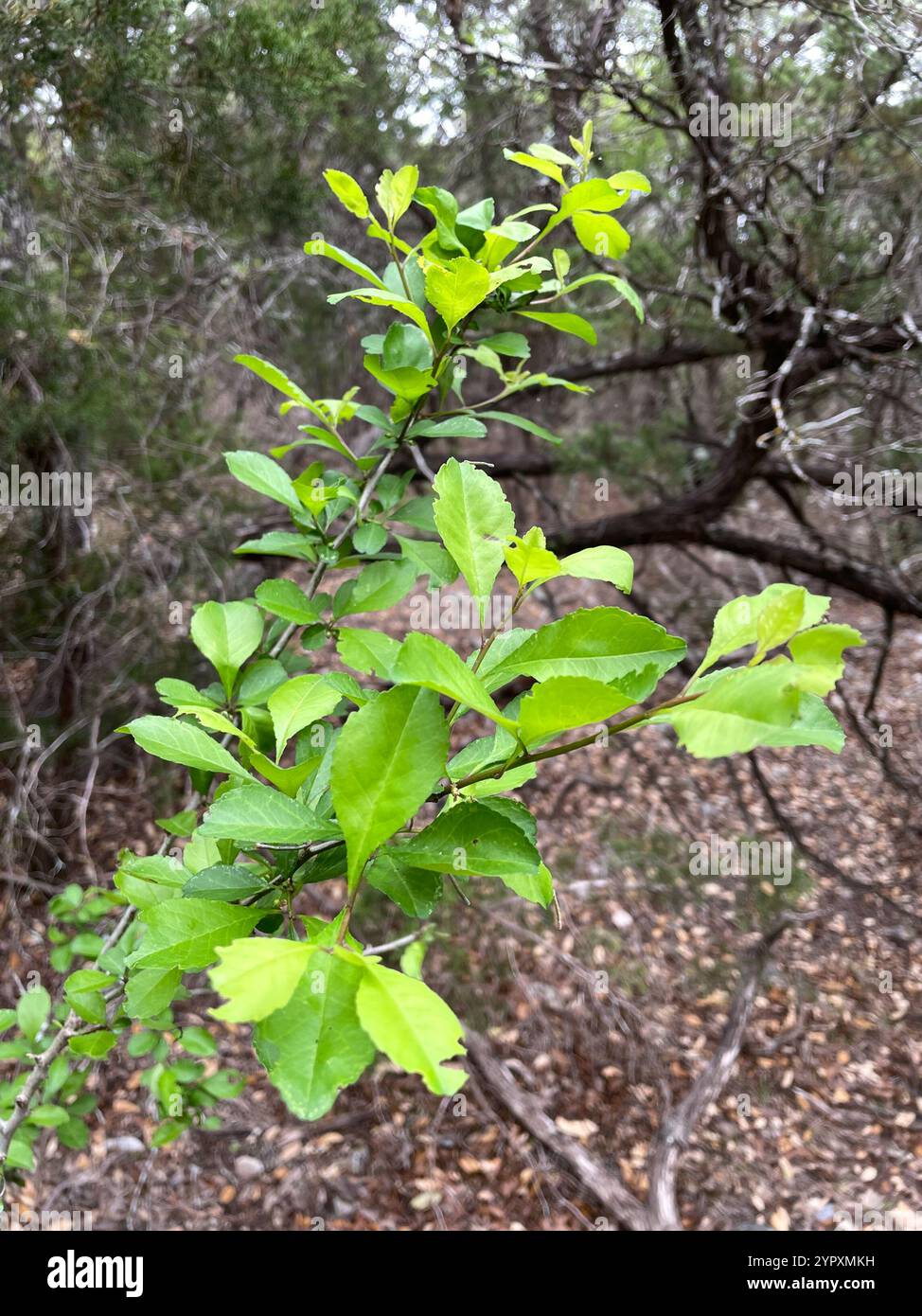 possumhaw (Ilex decidua Stock Photo - Alamy