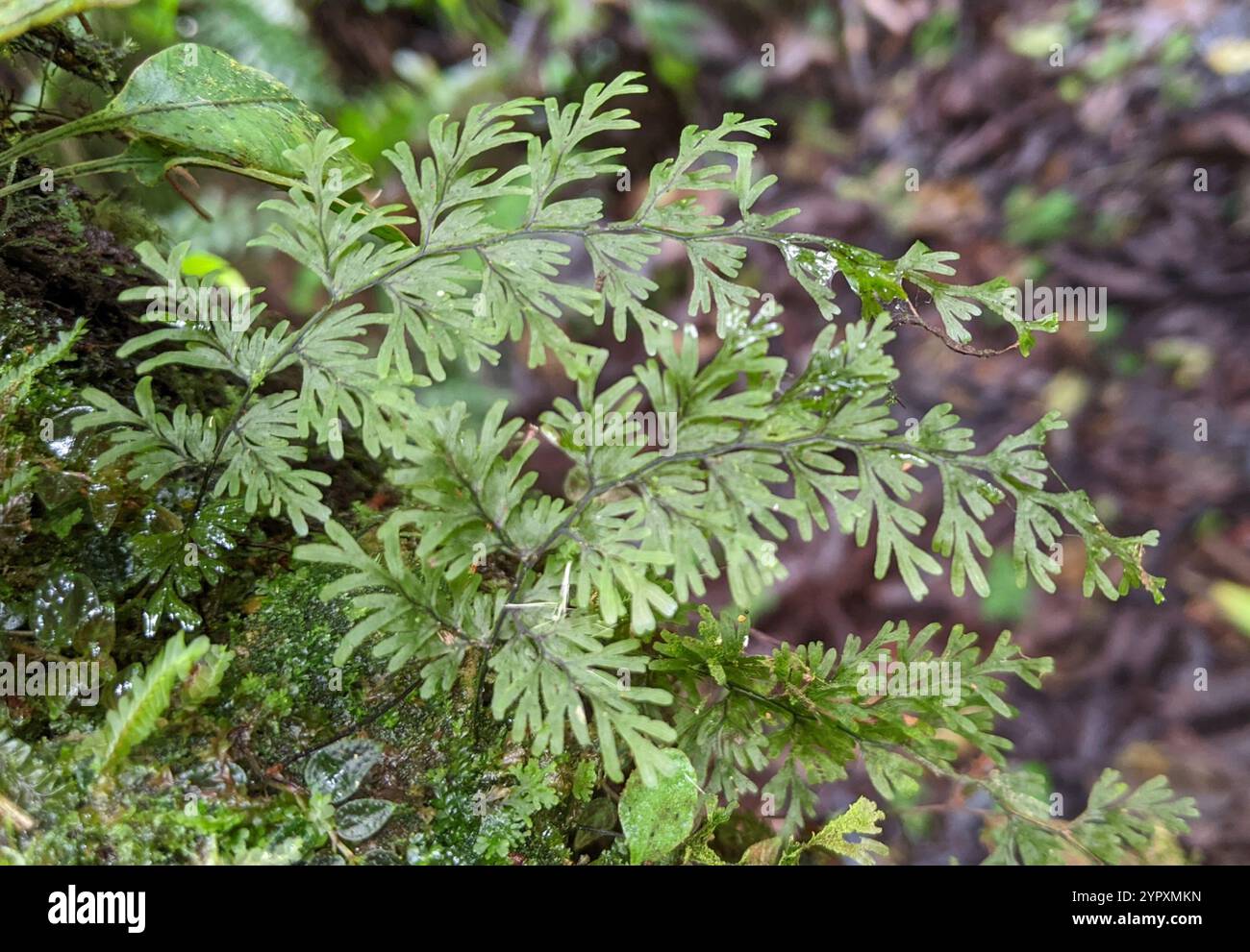 filmy ferns (Hymenophyllum Stock Photo - Alamy