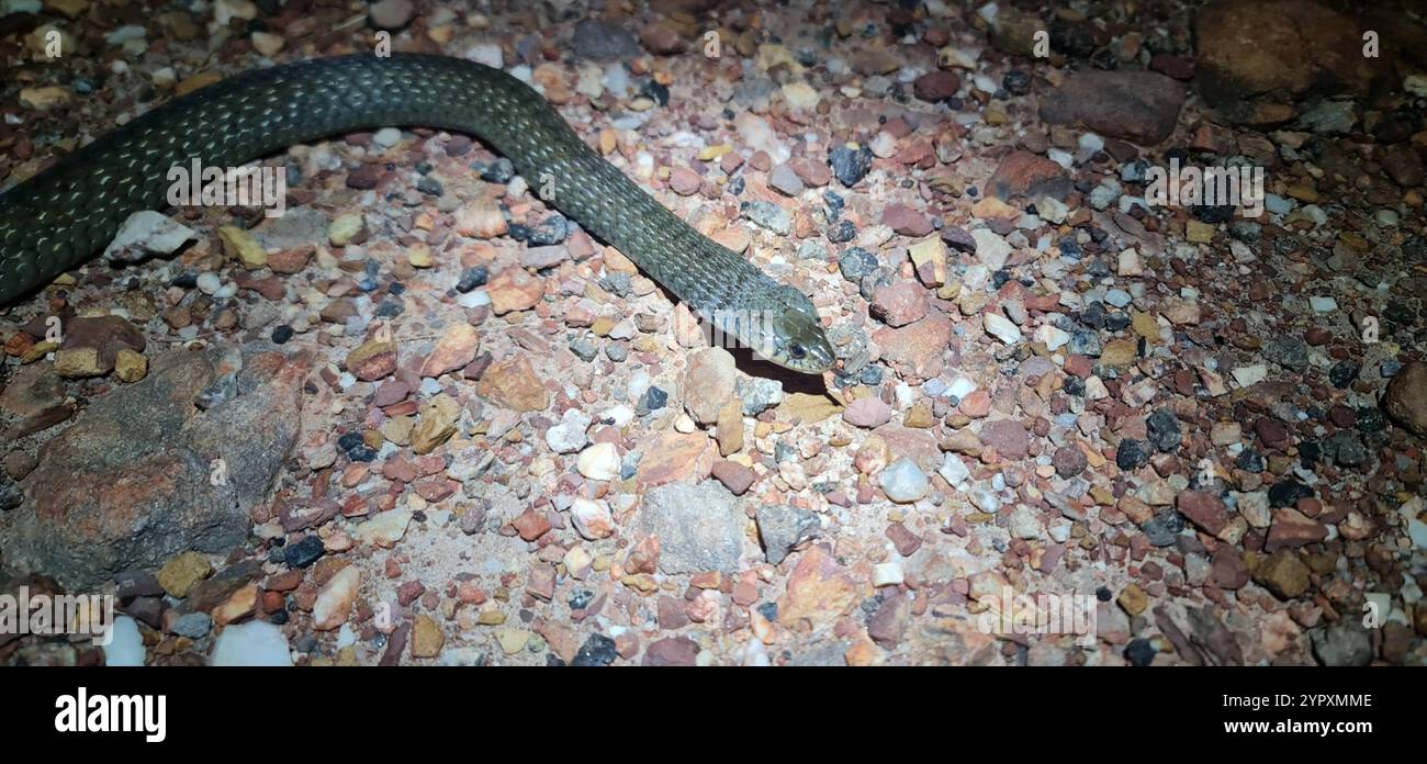 Common keelback (Tropidonophis mairii Stock Photo - Alamy