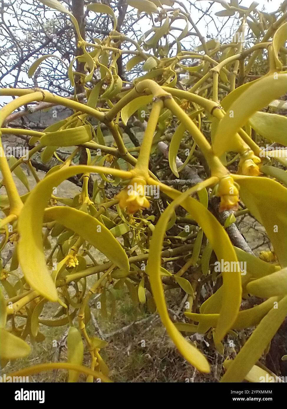 European mistletoe (Viscum album Stock Photo - Alamy