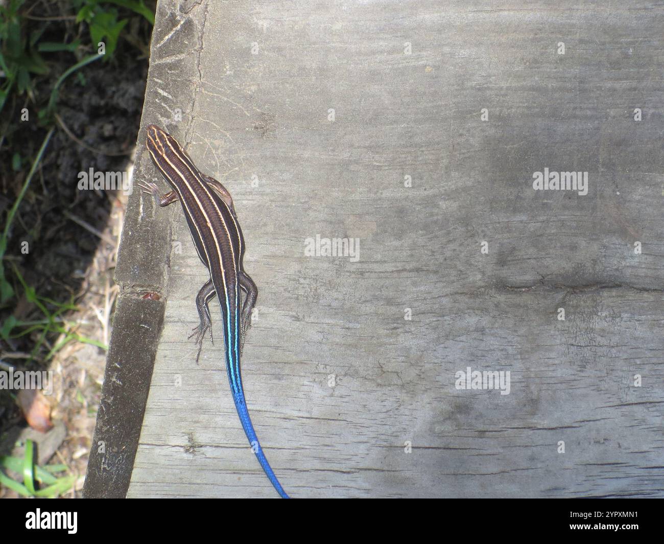 Toothy Skinks (Plestiodon Stock Photo - Alamy