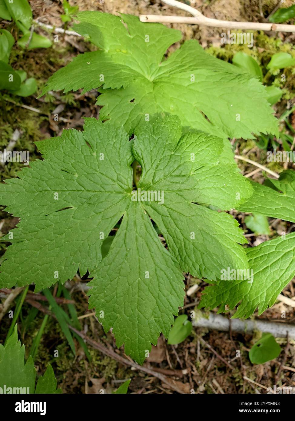 Carolina bugbane (Trautvetteria caroliniensis Stock Photo - Alamy