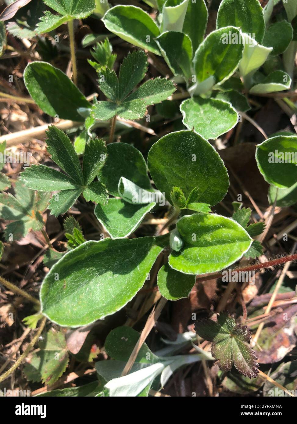 Smooth Parlin's pussytoes (Antennaria parlinii parlinii Stock Photo - Alamy
