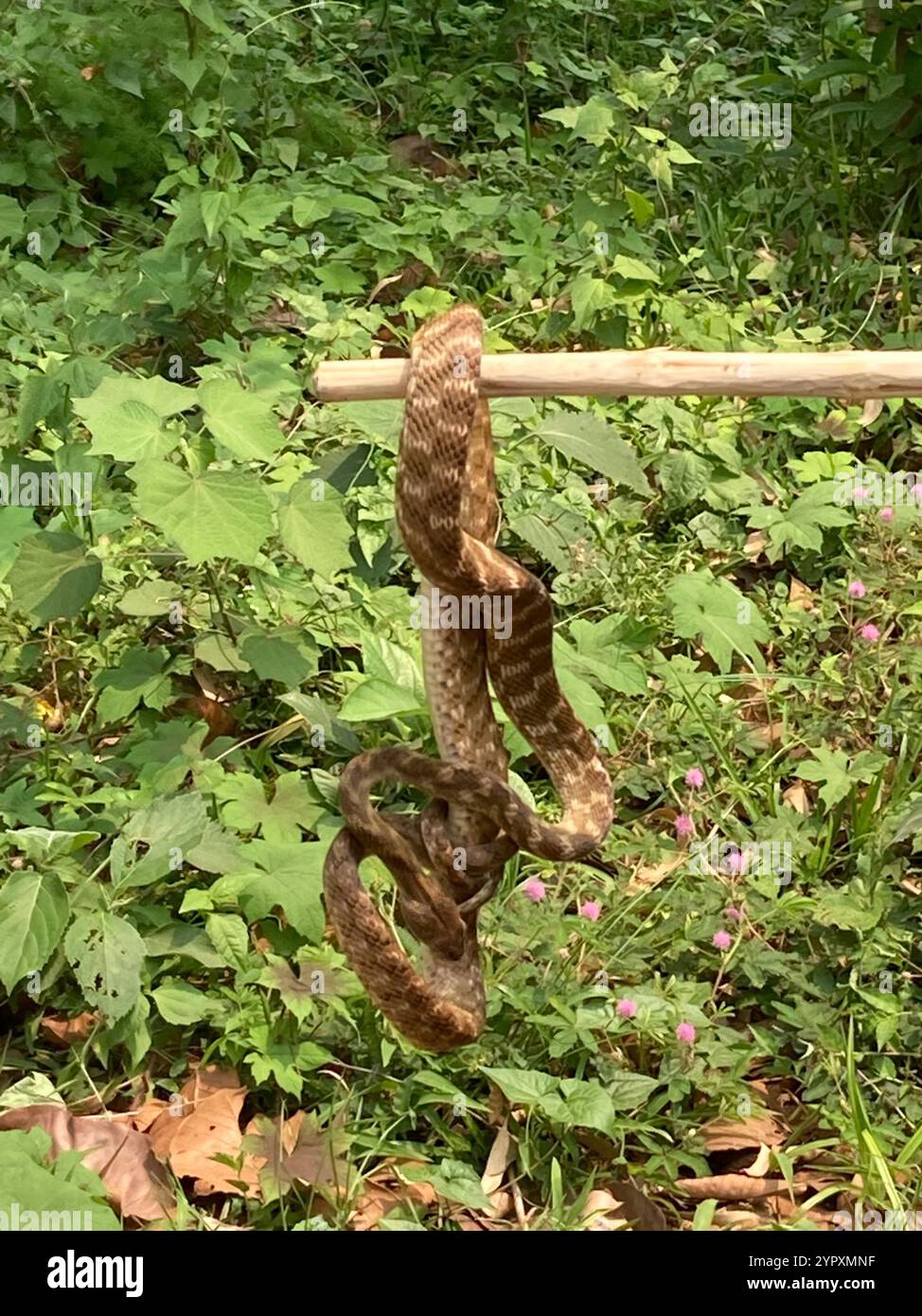 Eyed Cat Snake (Boiga siamensis Stock Photo - Alamy