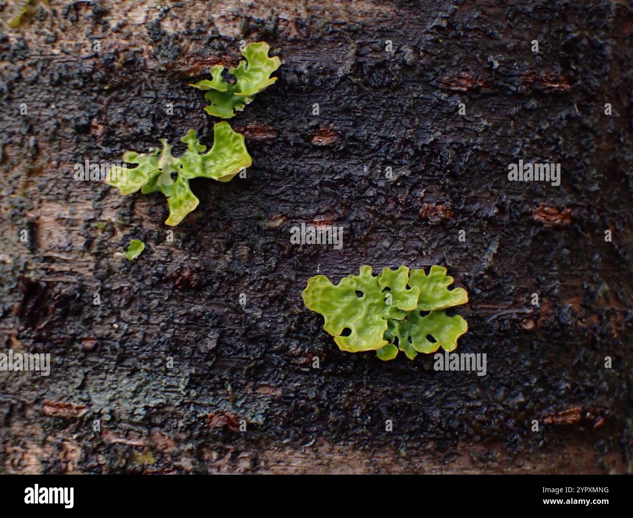 Tree Lungwort (Lobaria pulmonaria Stock Photo - Alamy