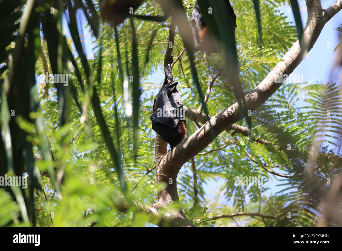 Black Flying-fox (Pteropus alecto Stock Photo - Alamy