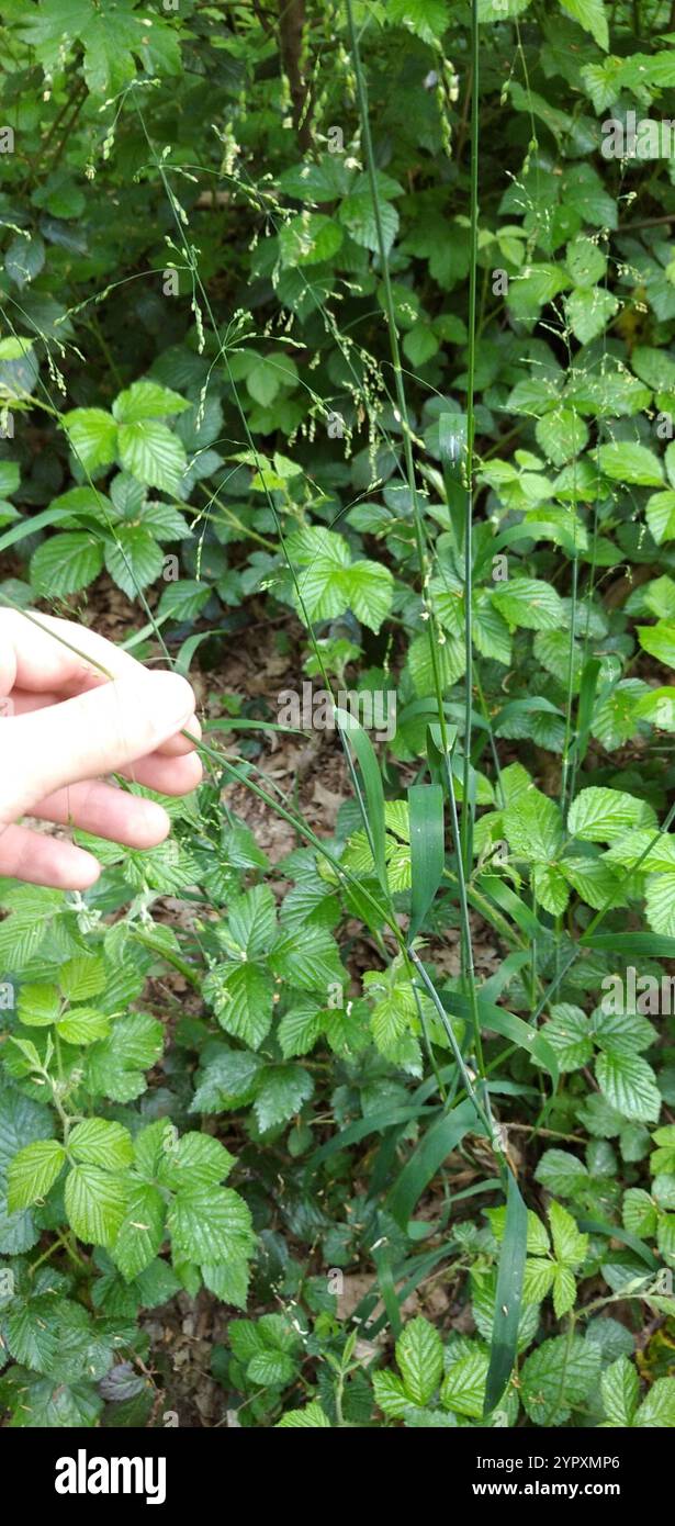 Wood Millet (Milium effusum Stock Photo - Alamy