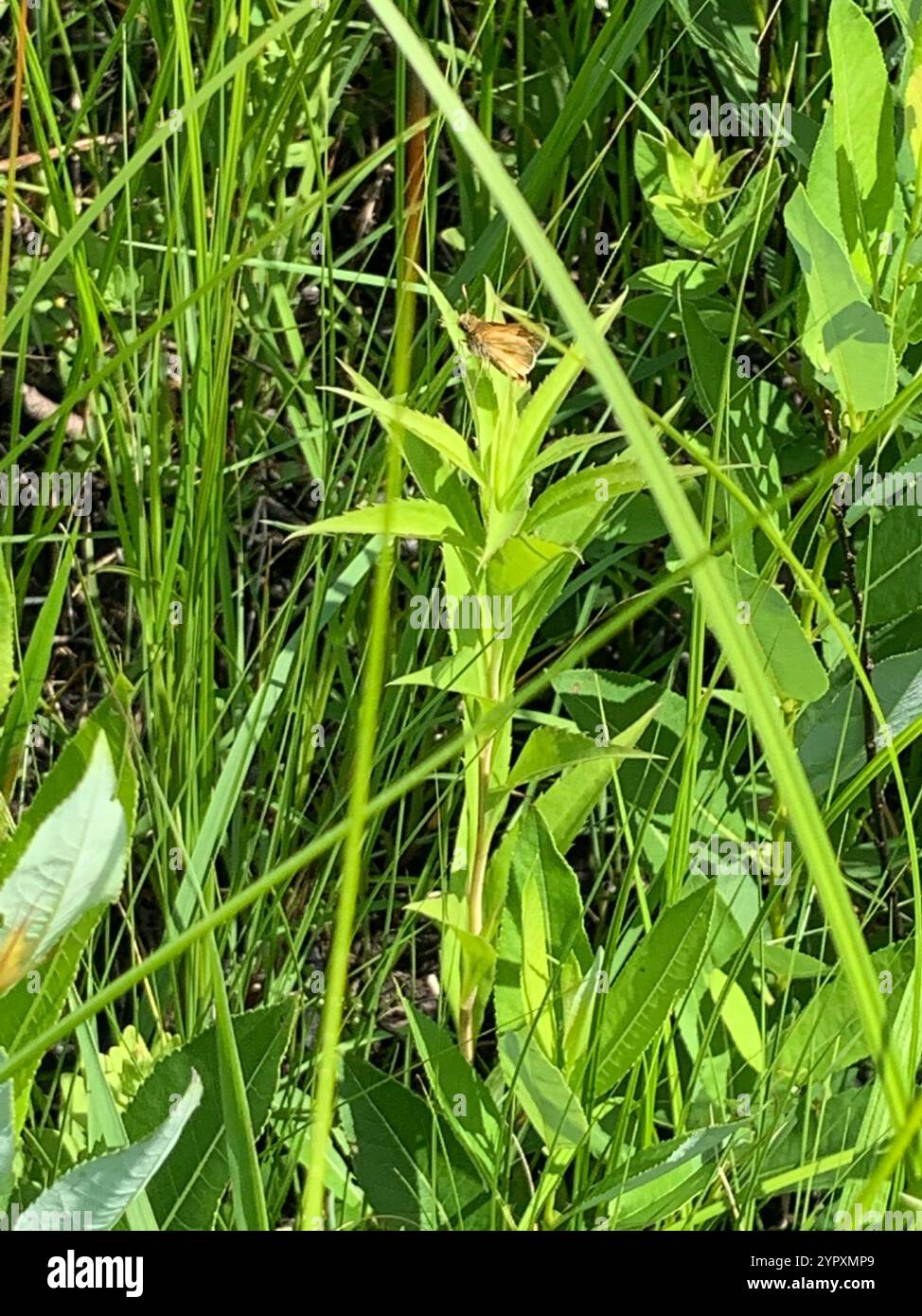 Long Dash (Polites mystic Stock Photo - Alamy