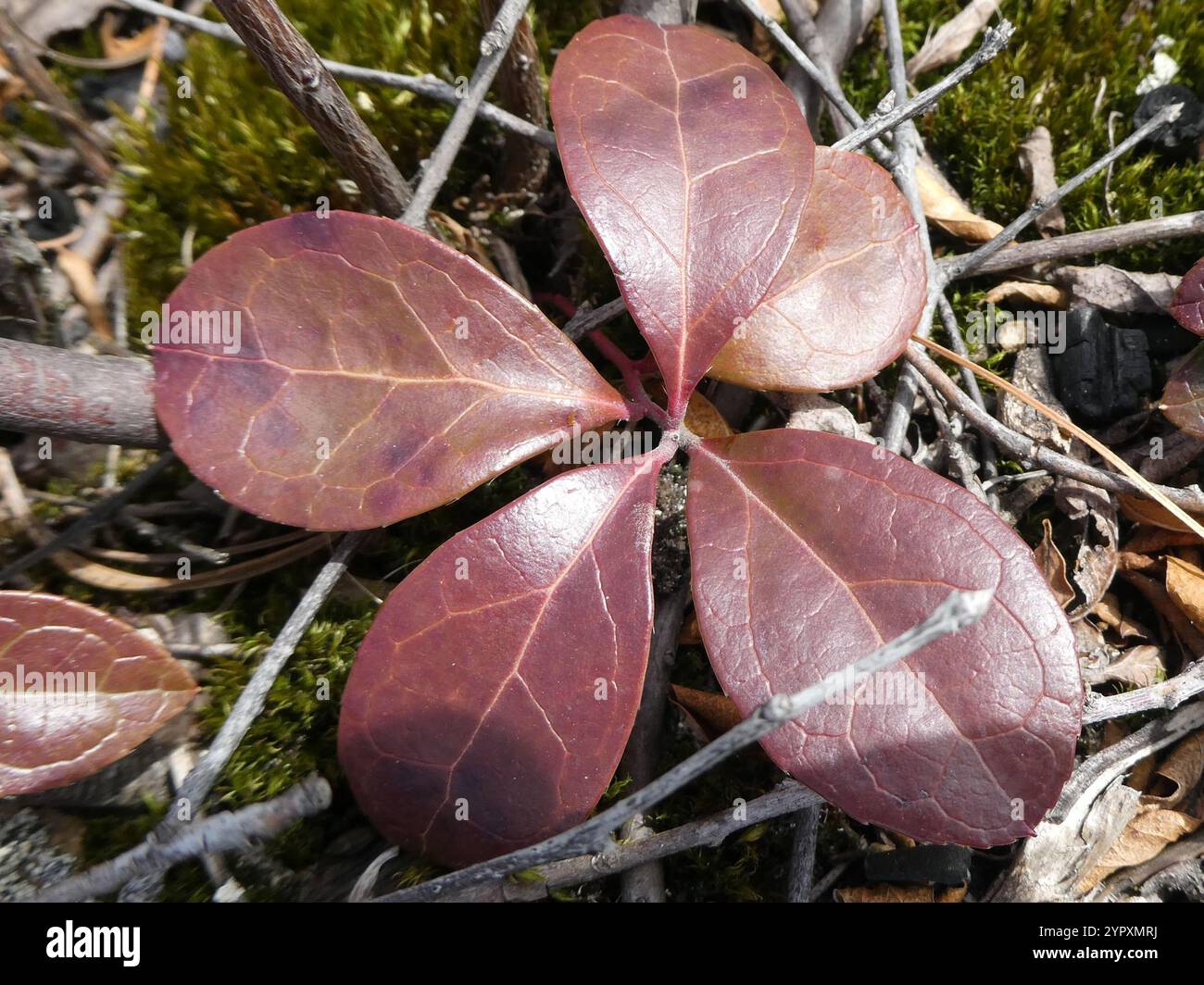 Eastern Teaberry (Gaultheria procumbens Stock Photo - Alamy
