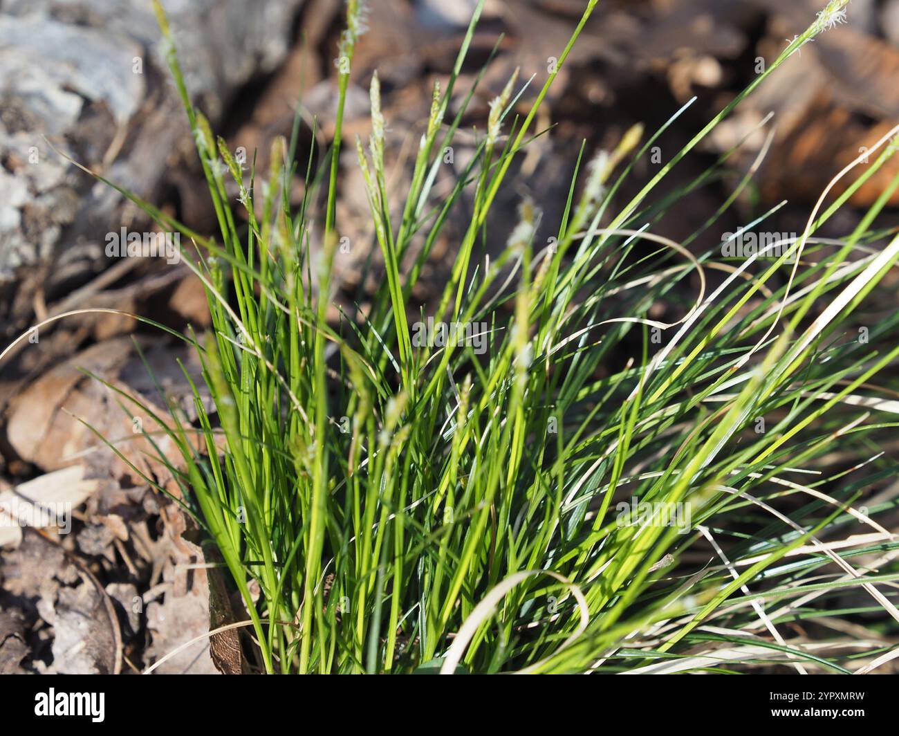 true sedges (Carex Stock Photo - Alamy