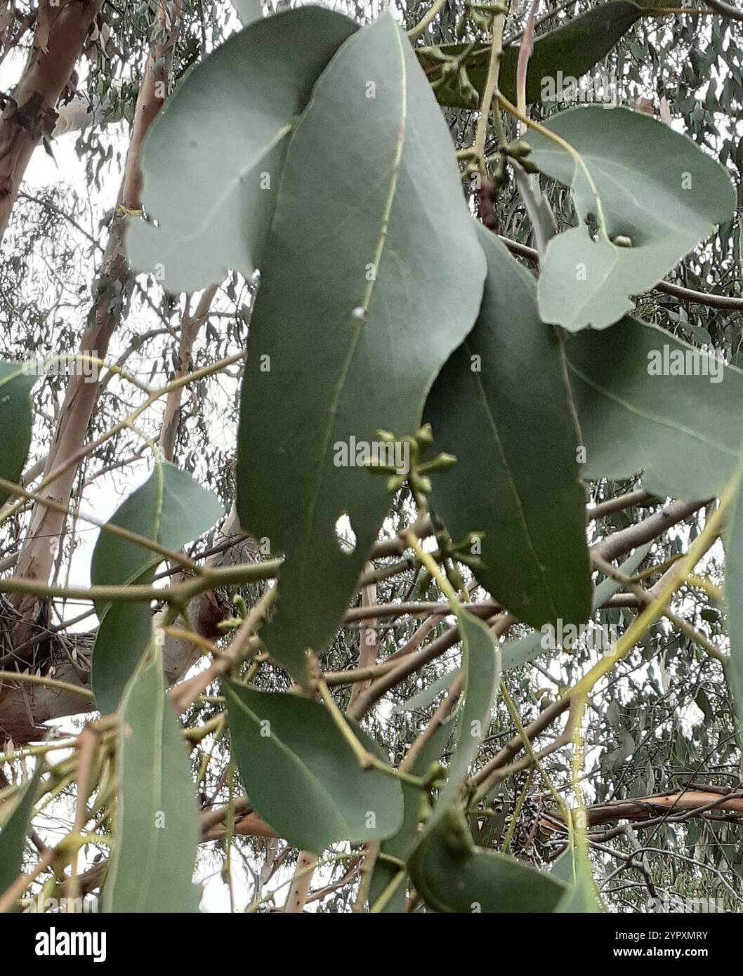 manna gum (Eucalyptus viminalis Stock Photo - Alamy