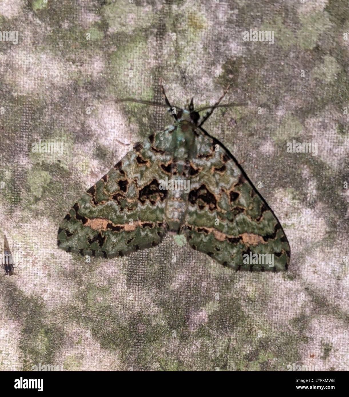 Carpet Moths (Larentiinae Stock Photo - Alamy