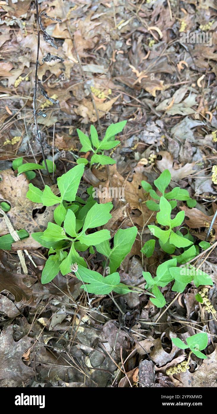 three-leaved rattlesnake root (Nabalus trifoliolatus Stock Photo - Alamy