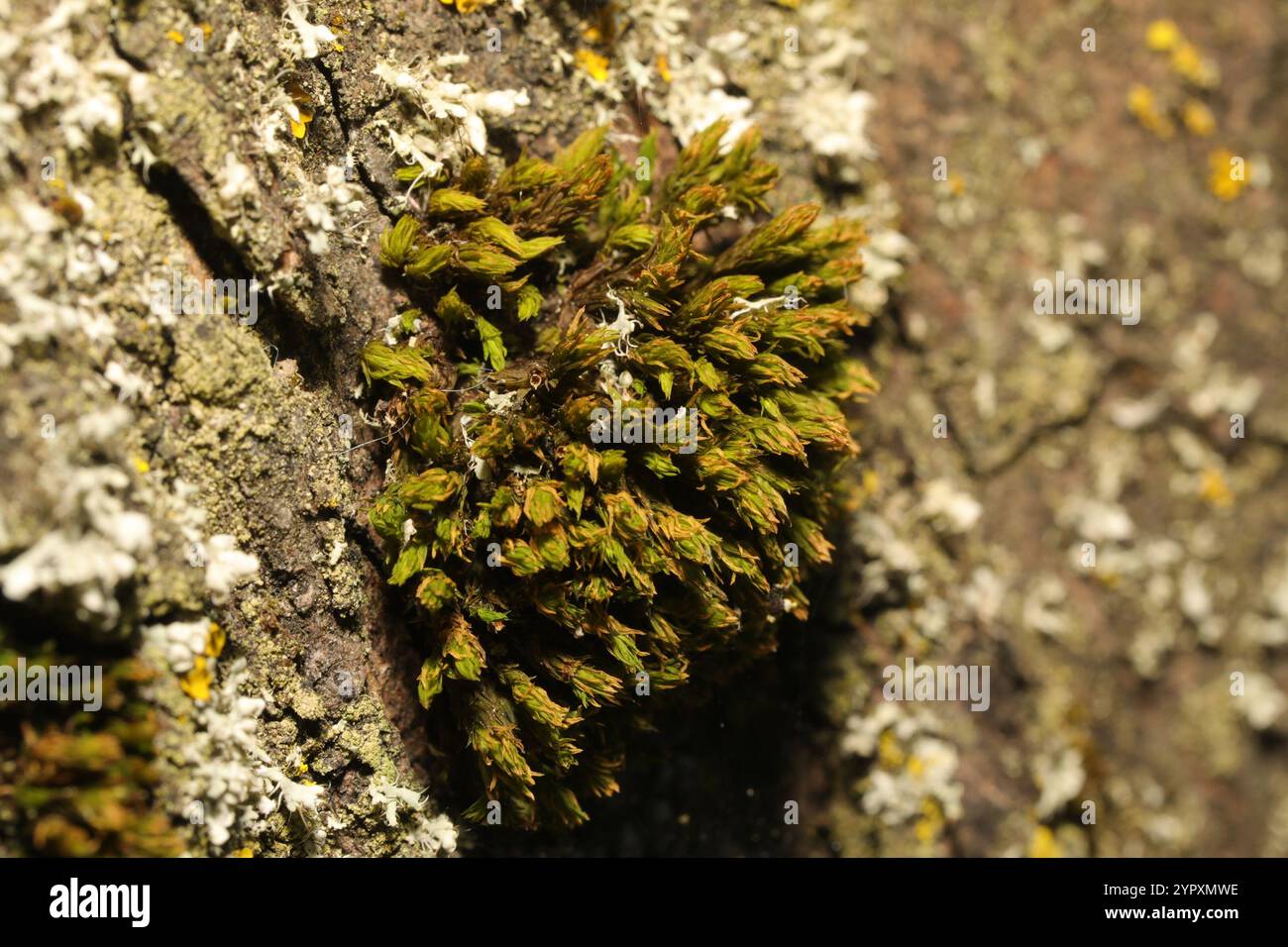 Wood Bristle-moss (Lewinskya affinis Stock Photo - Alamy
