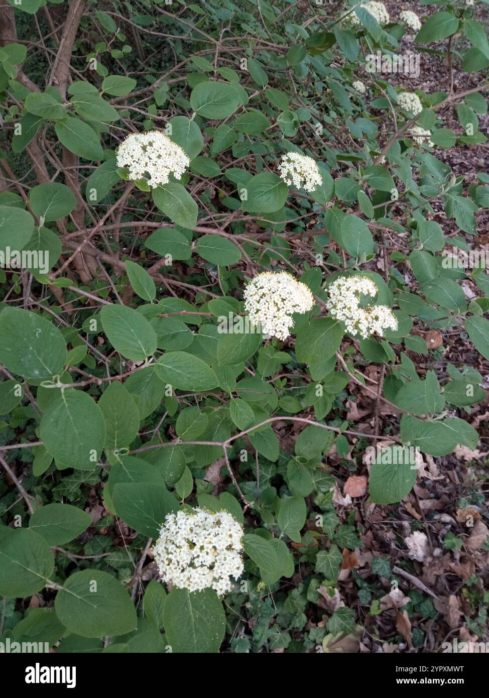 Wayfaring-tree (Viburnum lantana Stock Photo - Alamy