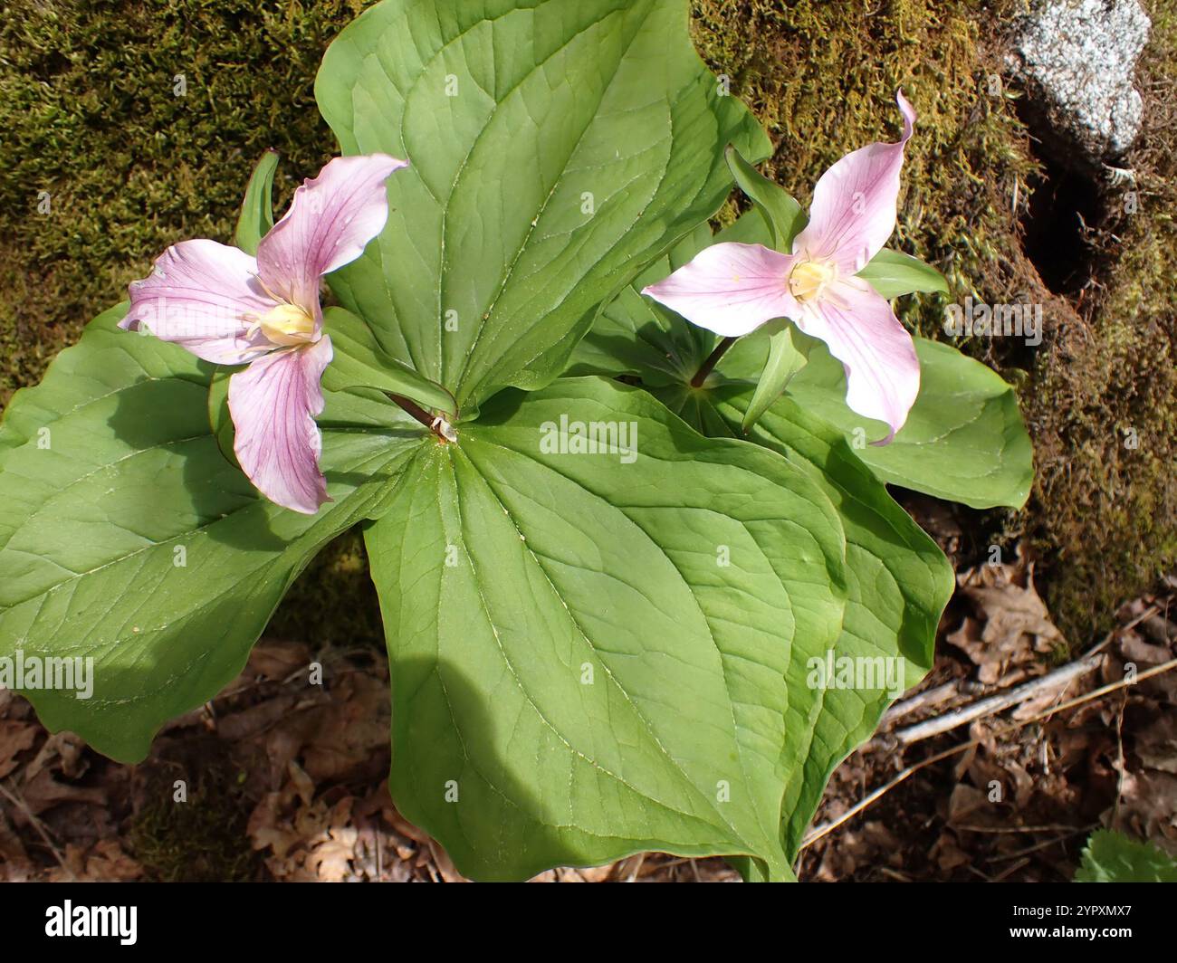 Pacific trillium (Trillium ovatum Stock Photo - Alamy