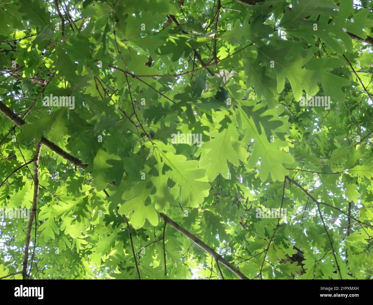 white oak (Quercus alba Stock Photo - Alamy