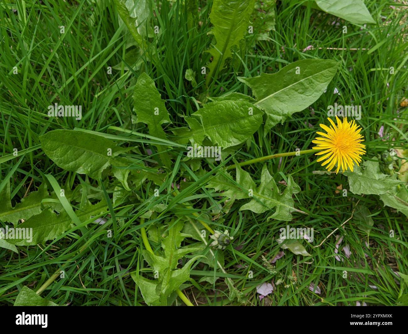 common dandelions (Taraxacum Stock Photo - Alamy