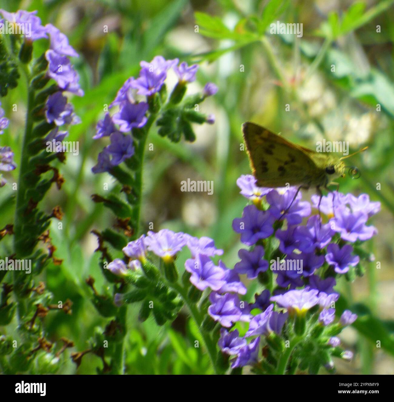 Whirlabout (Polites vibex Stock Photo - Alamy