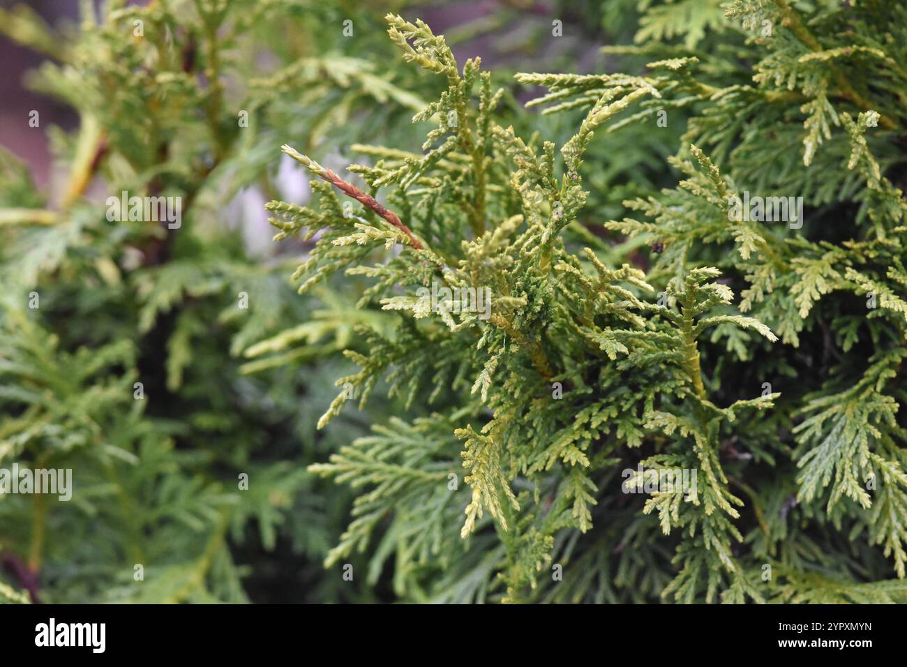 Alaska yellow cedar (Callitropsis nootkatensis Stock Photo - Alamy
