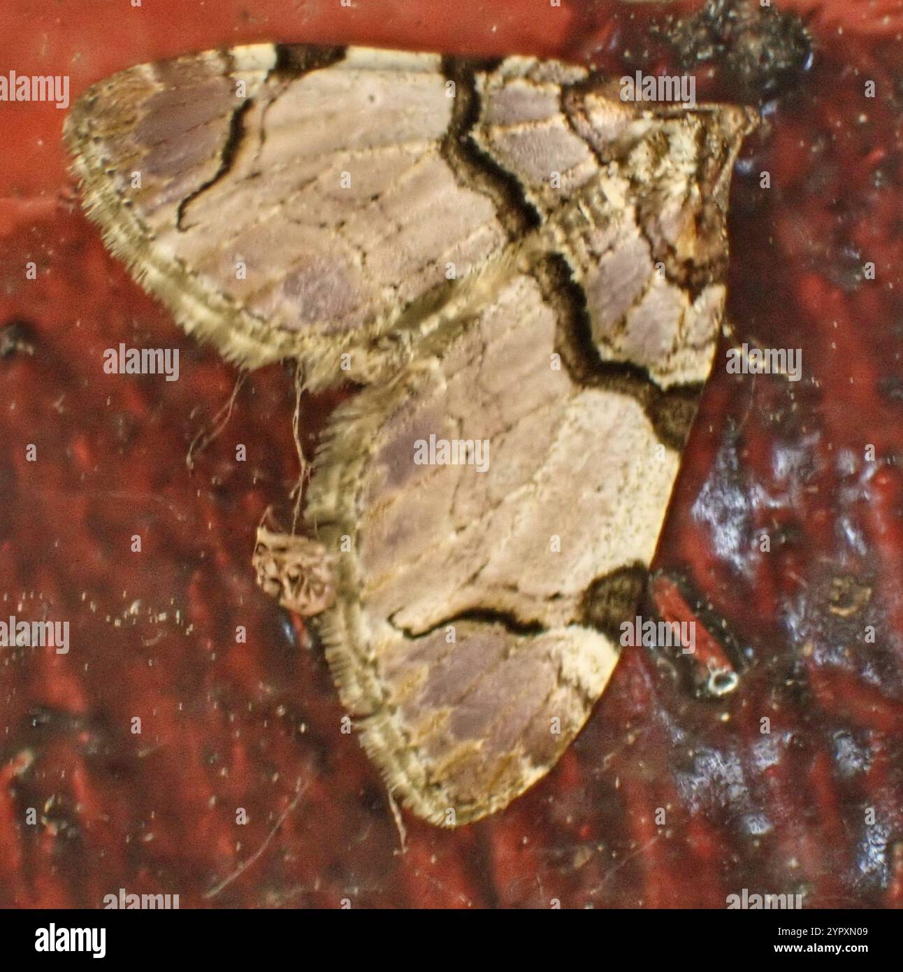 The Streamer (Anticlea derivata Stock Photo - Alamy