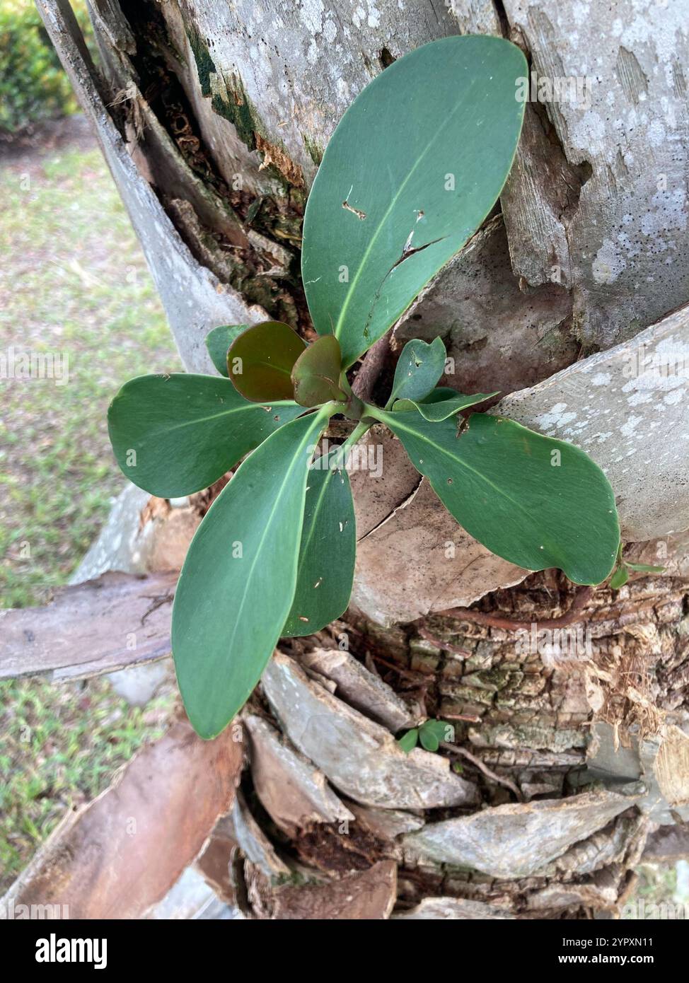 attorney trees (Clusia Stock Photo - Alamy