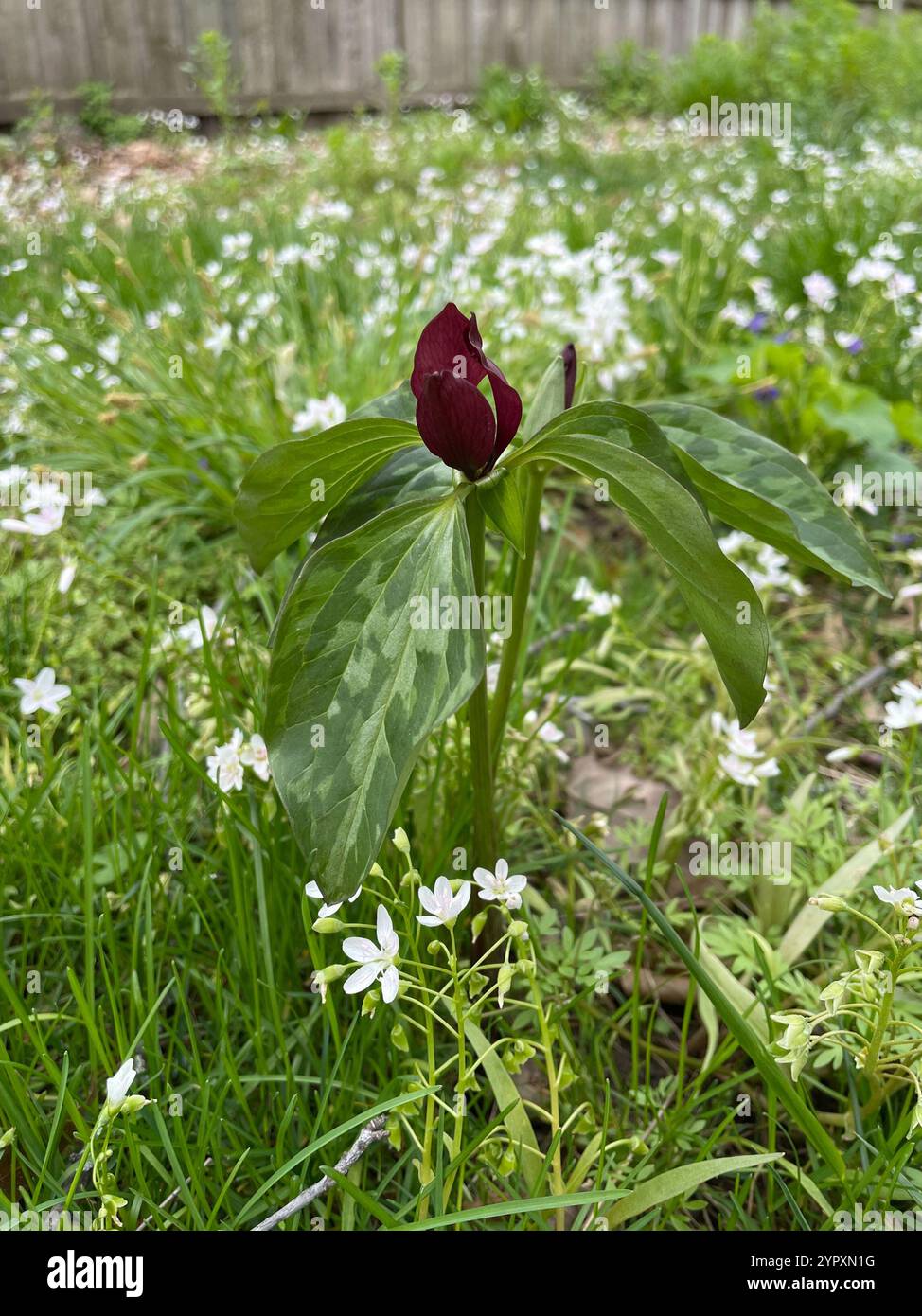 prairie trillium (Trillium recurvatum Stock Photo - Alamy