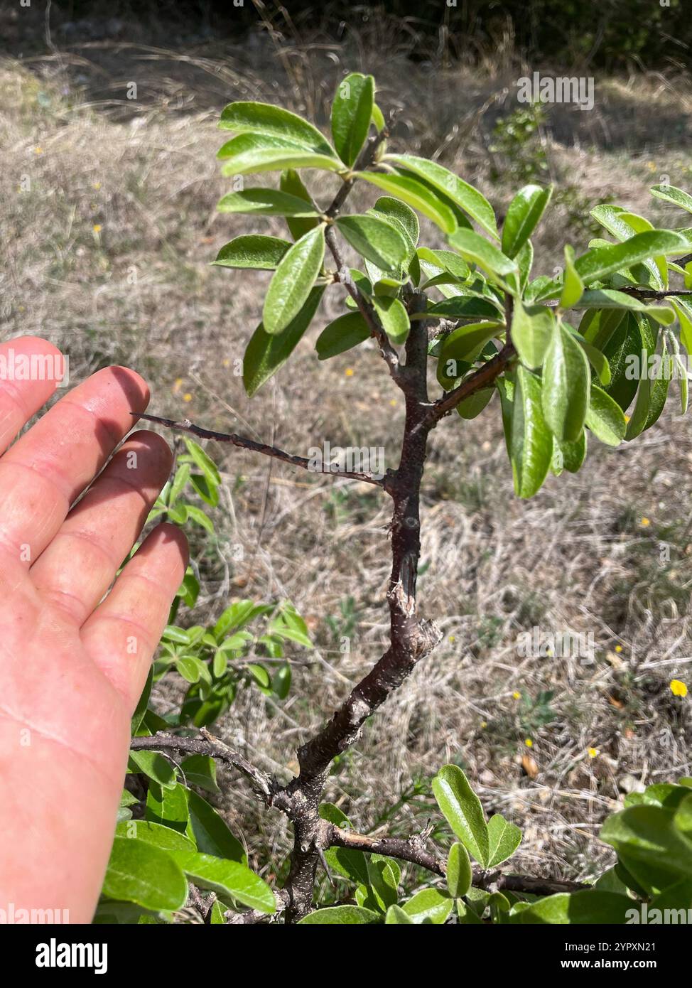 Gum bumelia (Sideroxylon lanuginosum Stock Photo - Alamy