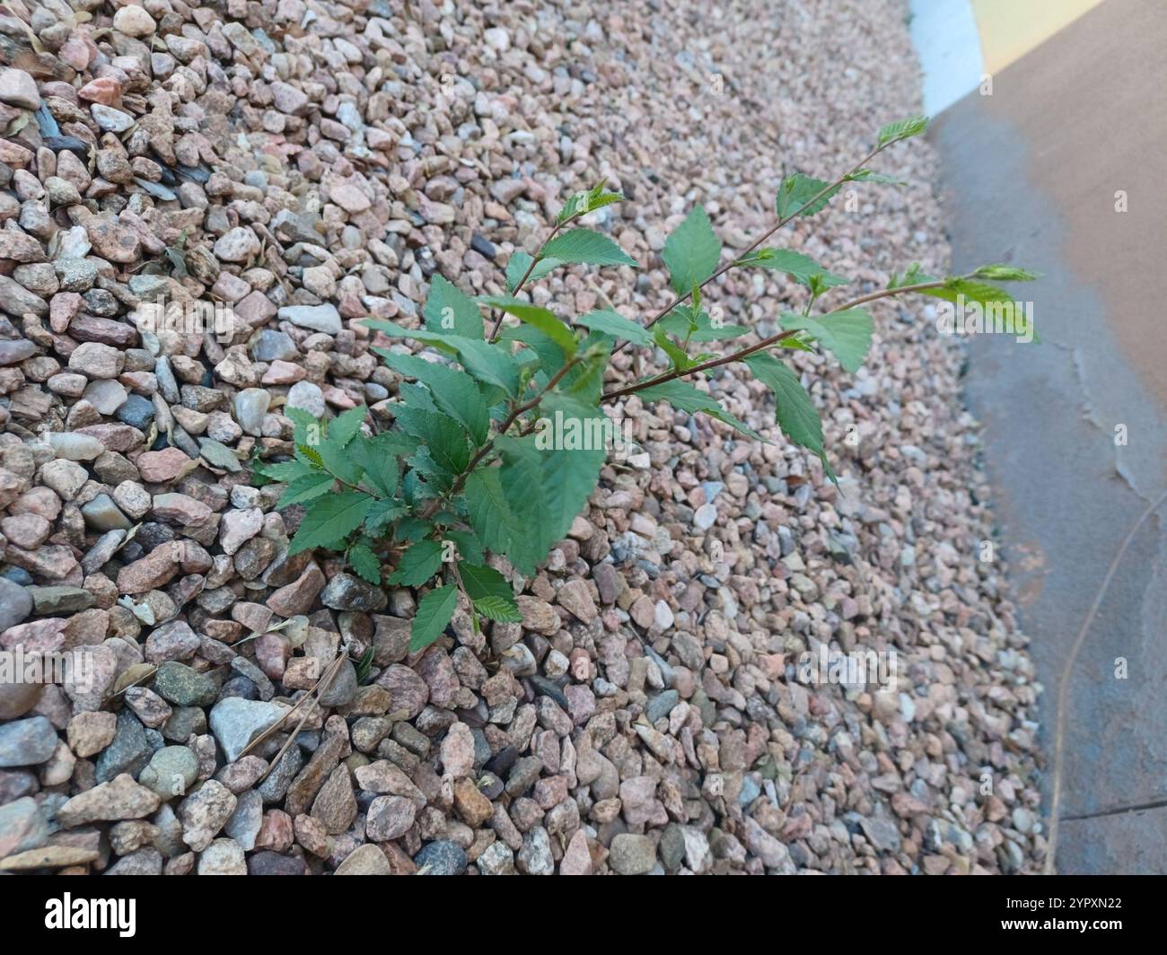 Siberian elm (ulmus pumila) hi-res stock photography and images - Alamy